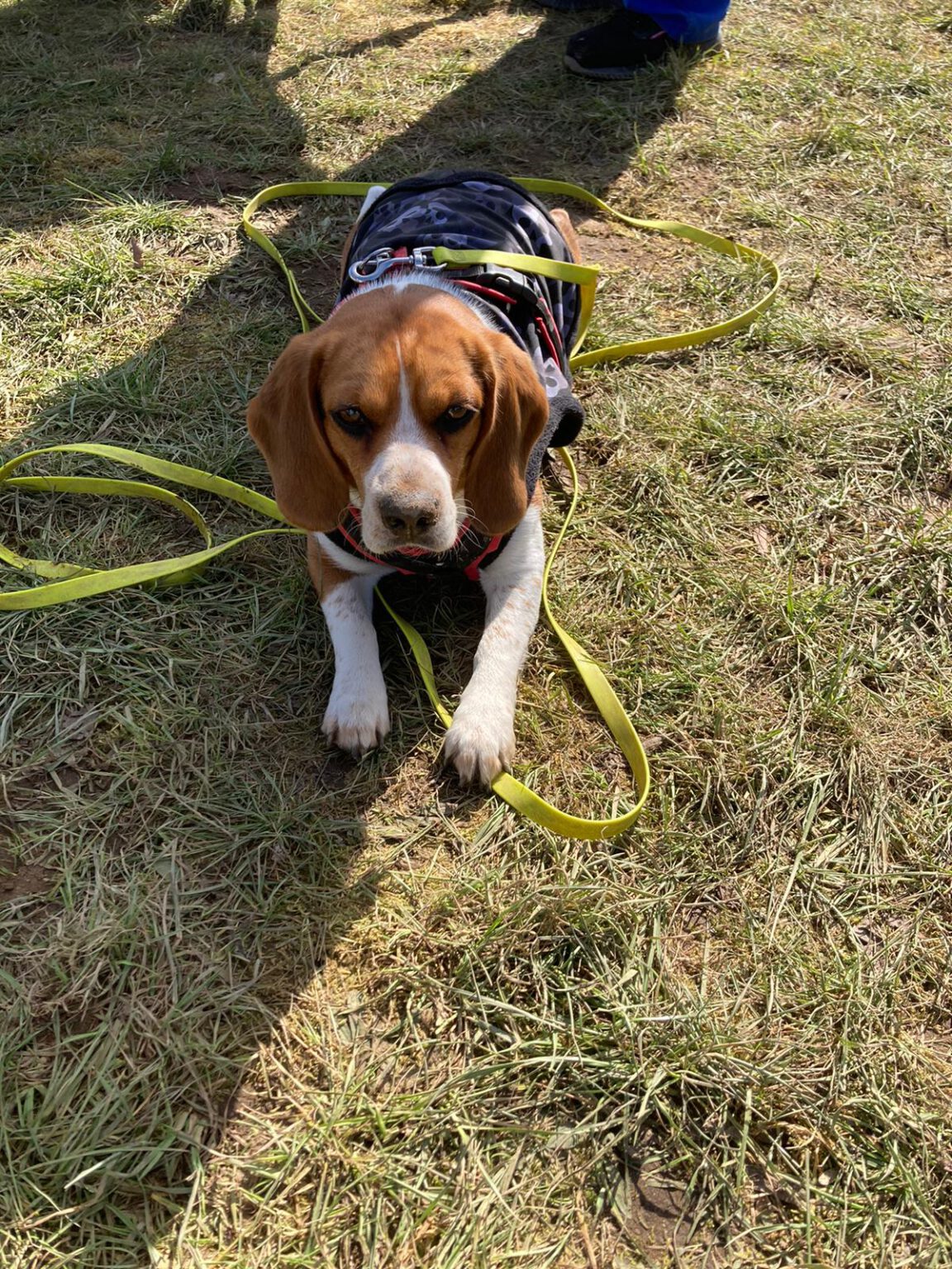 Bautagebuch - VHKK Hundefreilauf – Hundewiese für ALLE Hunde in Kalkar ...