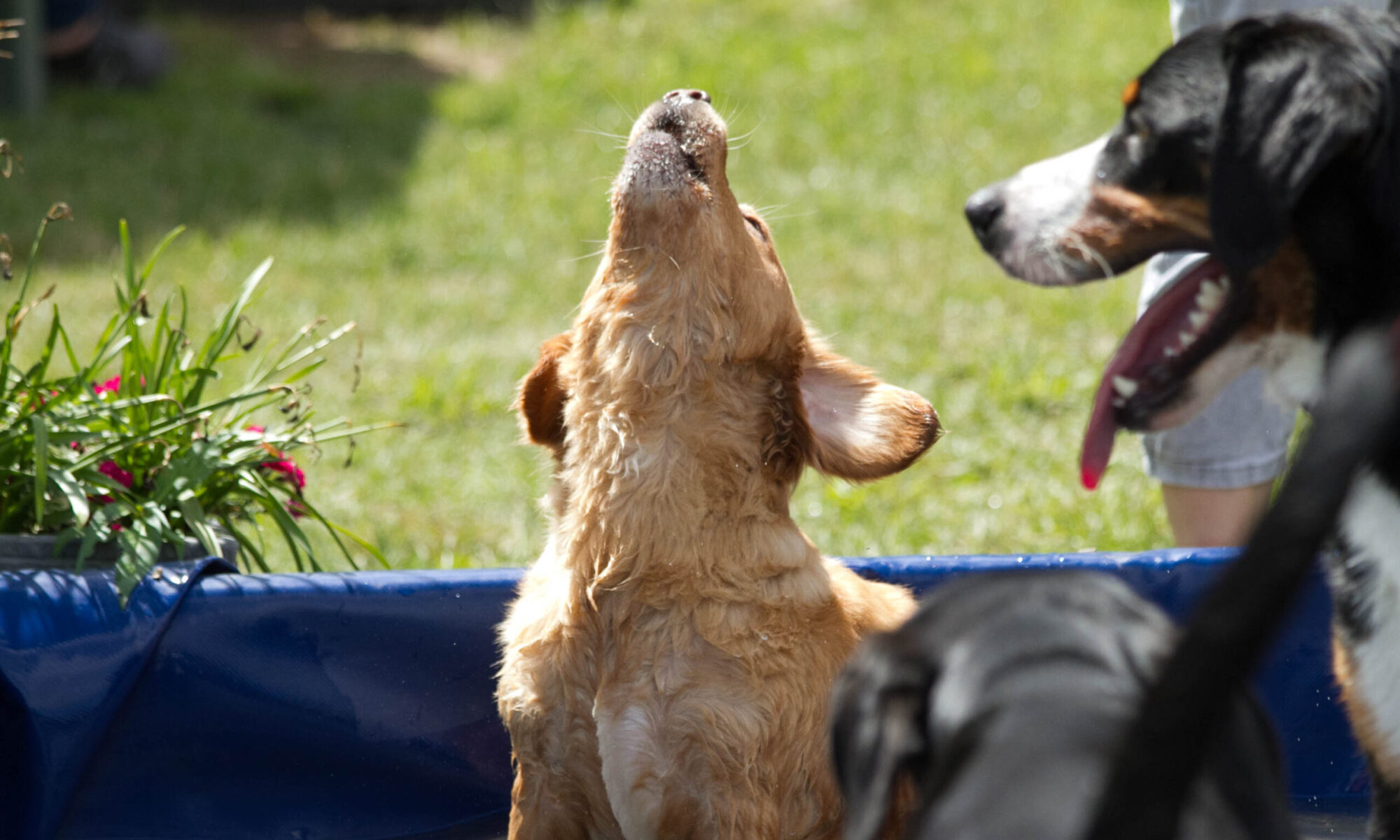 VHKK Hundefreilauf – Hundewiese für ALLE Hunde in Kalkar-Kehrum